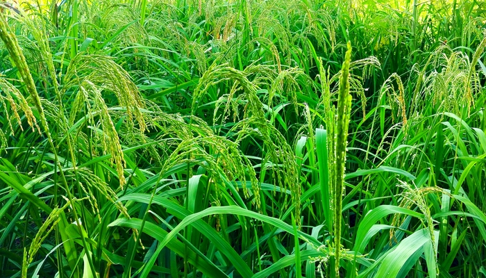 Ini Penyebab Tanaman Padi Kelihatan Subur Namun Tak Berisi - SUARA JARMAS